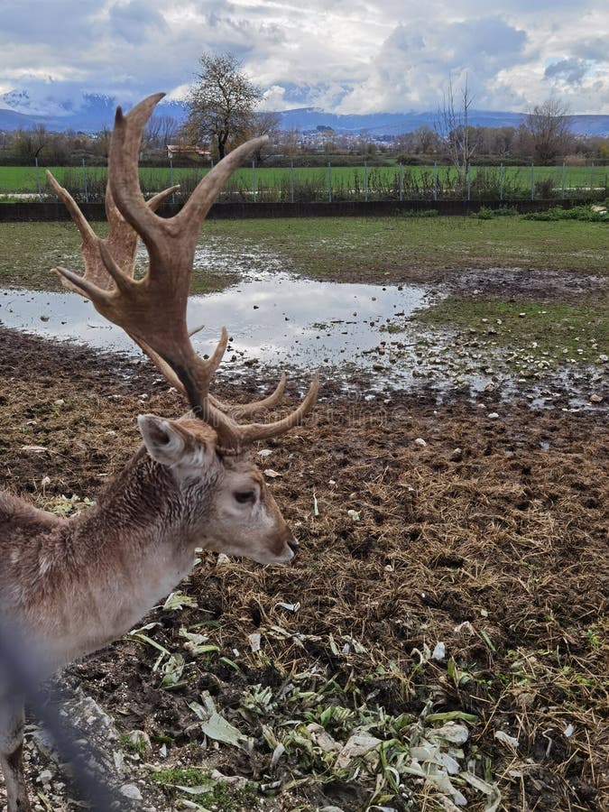 Deer Deers Horns Face Eyes Close Up Stock Photo - Image of mammal ...