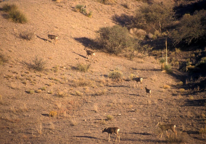 Deer Herd Traveling in the Desert Stock Photo - Image of archeology ...