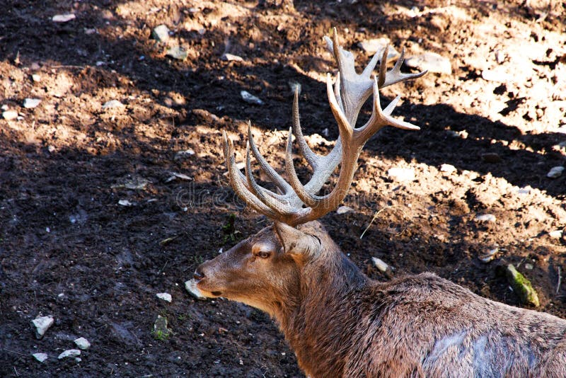 Deer stock photo. Image of deer, buck, animal, woodland - 38745222