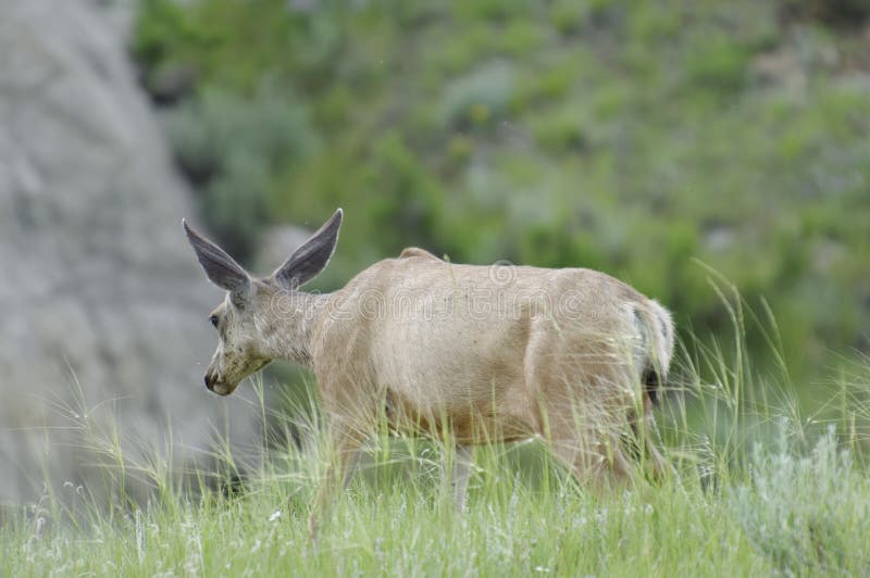Deer in Dinosaur Provincial Park, Alberta Stock Photo - Image of mammal ...