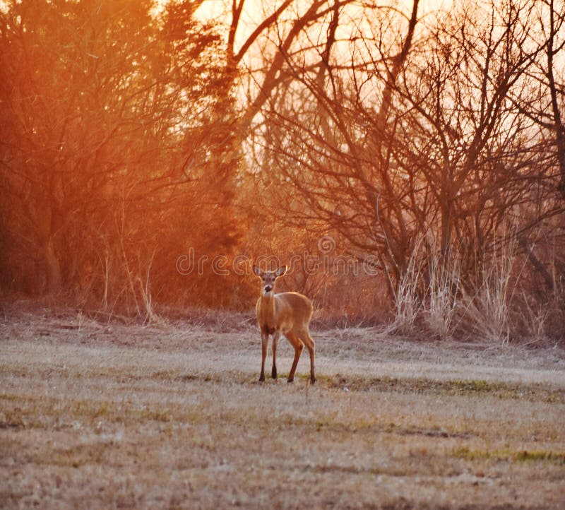 Deer in the distance stock image. Image of woods, deer - 179351923
