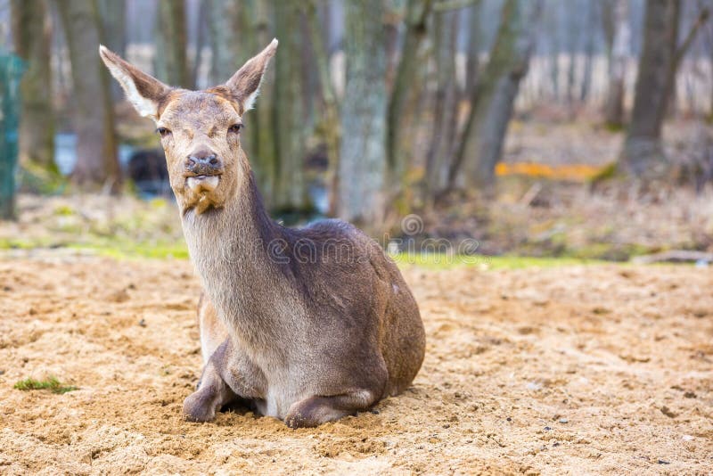 Deer doe resting on ground stock photo. Image of estonian - 68408976