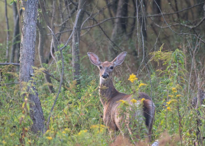 Deer Doe Standing in a Field Stock Photo - Image of wild, hoofed: 264037016
