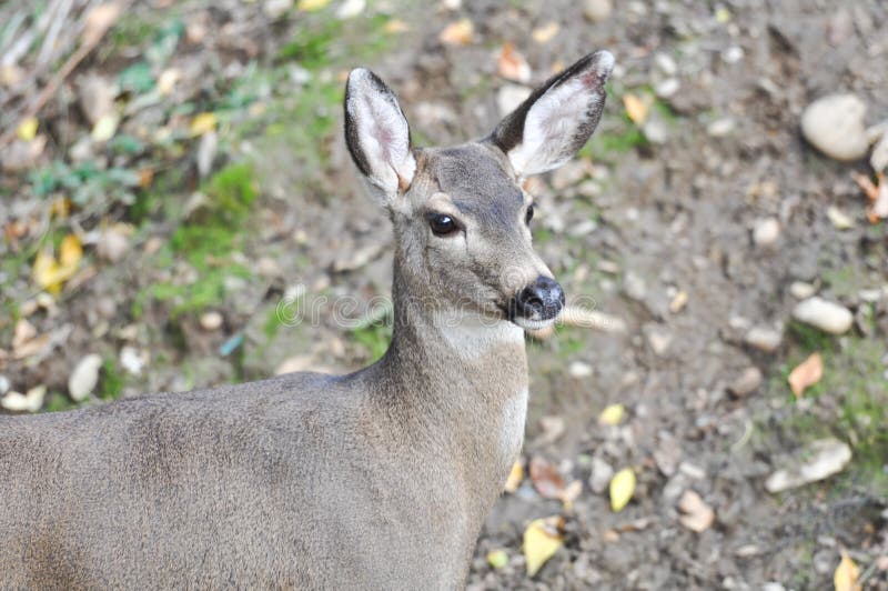 Deer Doe in Wild stock photo. Image of wildlife, natural - 17188810