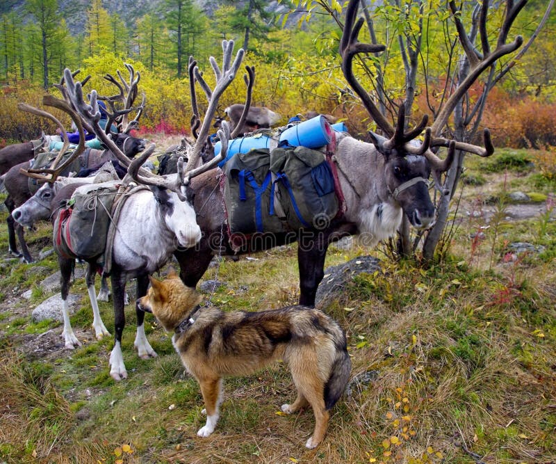 Deer and dog stock photo. Image of field, habitat, taiga - 16598196