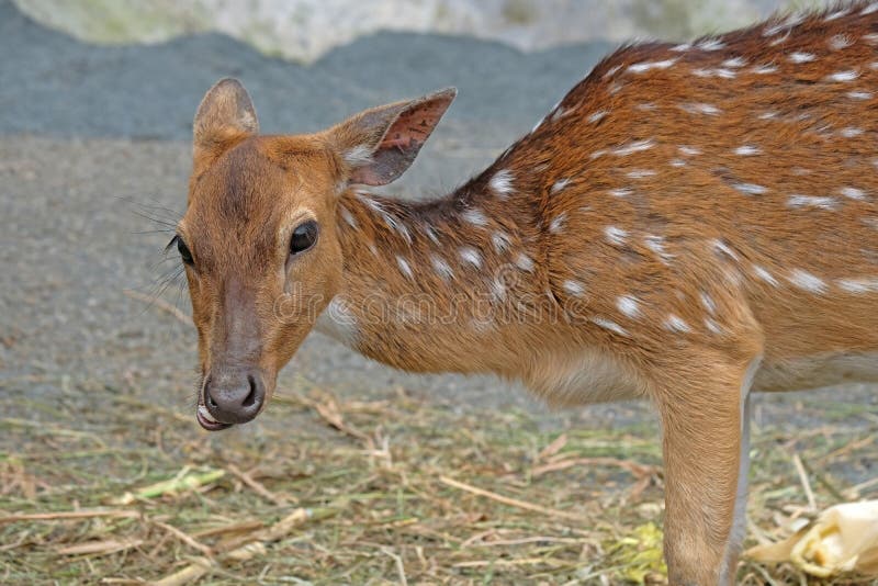 Deer with dots on the body stock image. Image of dots - 268010751