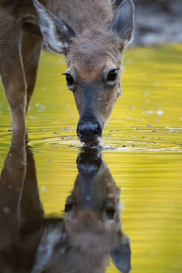 A drinking deer stock image. Image of stone, stream - 121344095