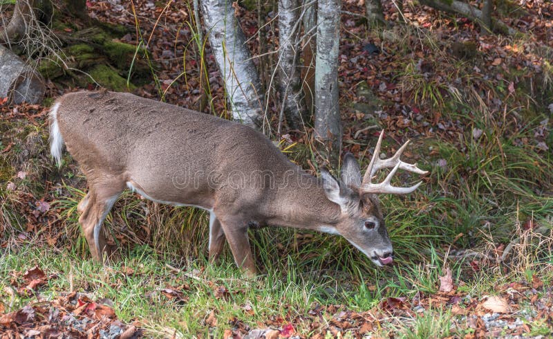 Deer Drinking in the Forest Stock Photo - Image of deer, drinking ...