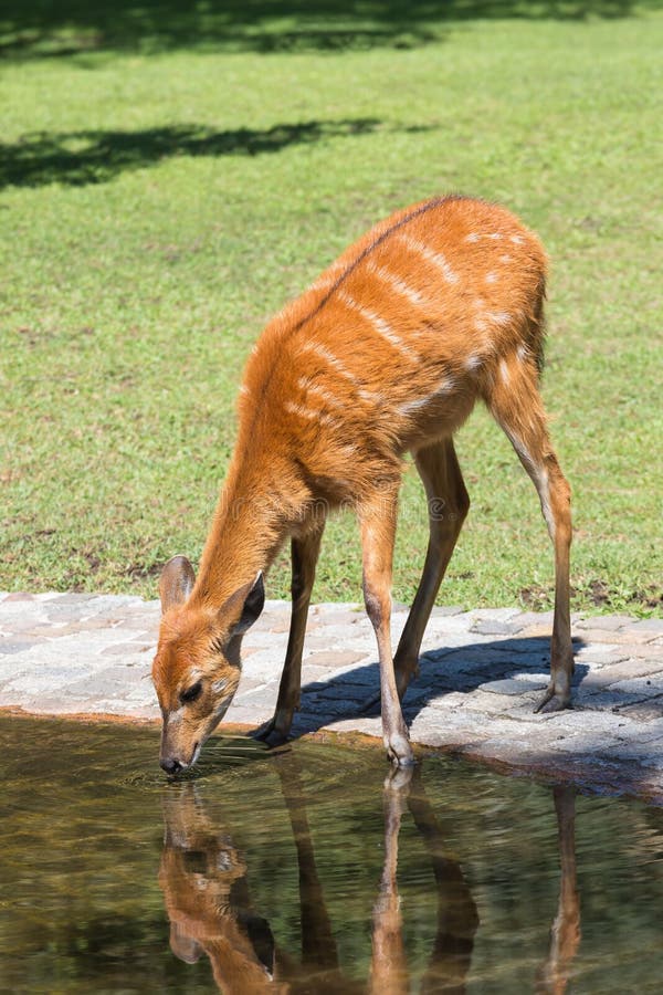 Deer Drinking from a Pool in Animal Park Stock Photo - Image of mammal ...