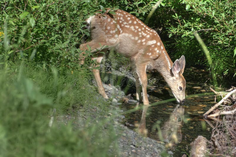 Deer Drinking Water From Stream