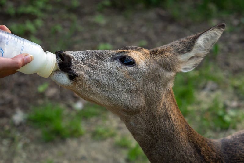 Deer Drinks Milk from the Bottle, Capreolus Capreolus Stock Image ...