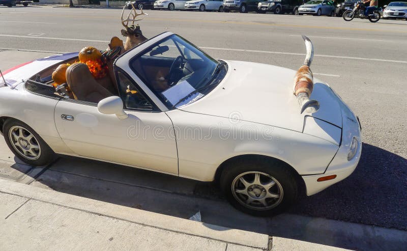 Deer Driving a Car in Austin Texas Stock Photo - Image of city ...