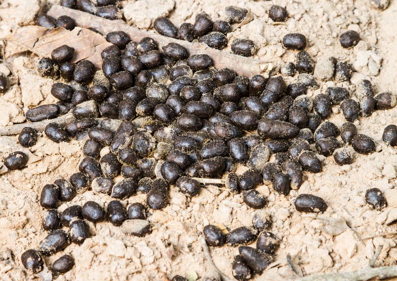 101 Deer Droppings Stock Photos - Free & Royalty-Free Stock Photos from ...