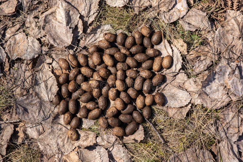Deer Droppings on Last Year`s Foliage Stock Photo - Image of shit ...