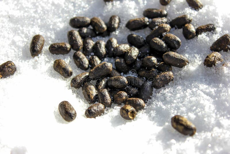 Deer Droppings stock photo. Image of green, maine, england - 105723164