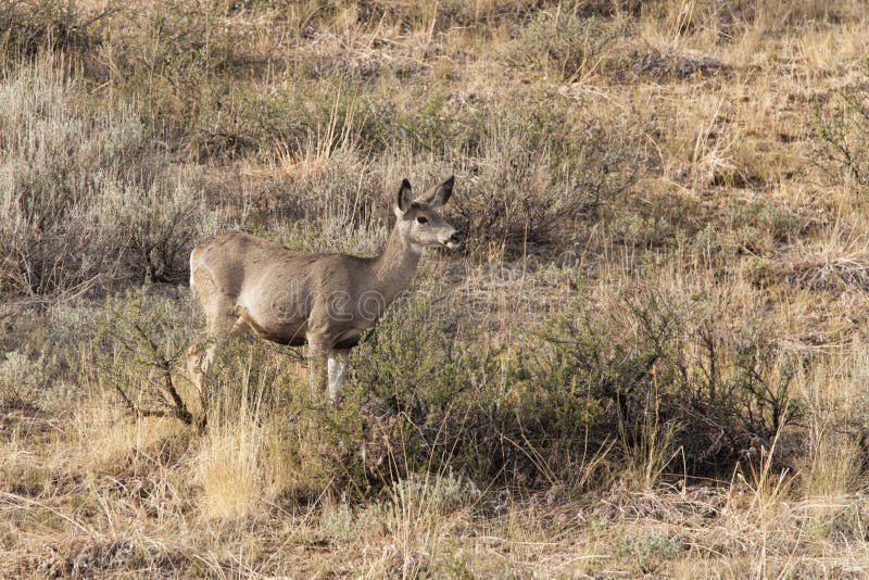 Deer in dry grass. stock photo. Image of fence, ears - 78837322