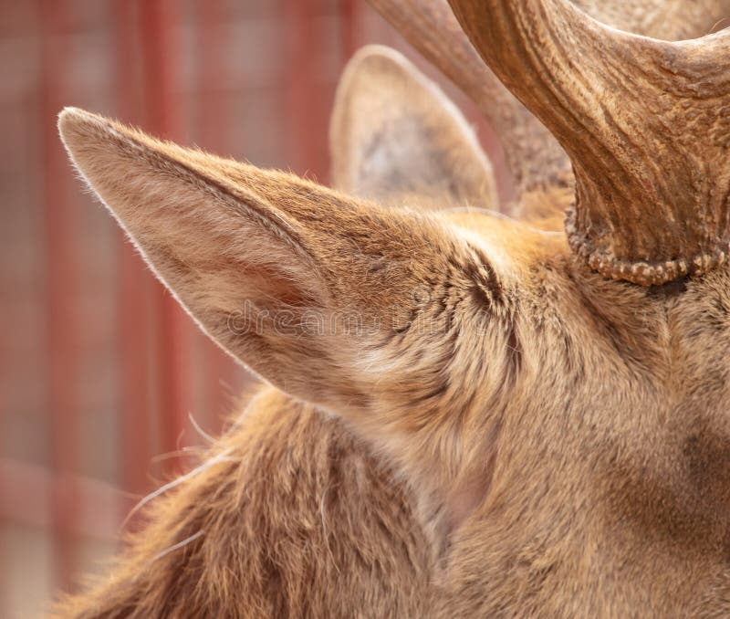 Deer ear in the zoo stock image. Image of park, looking - 158569129