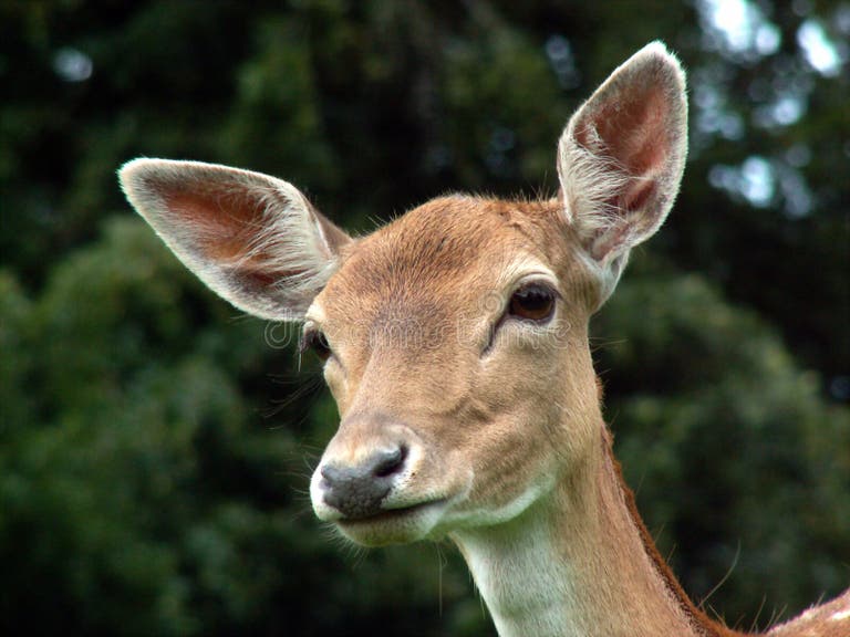 17,204 Deer Ears Stock Photos - Free & Royalty-Free Stock Photos from ...