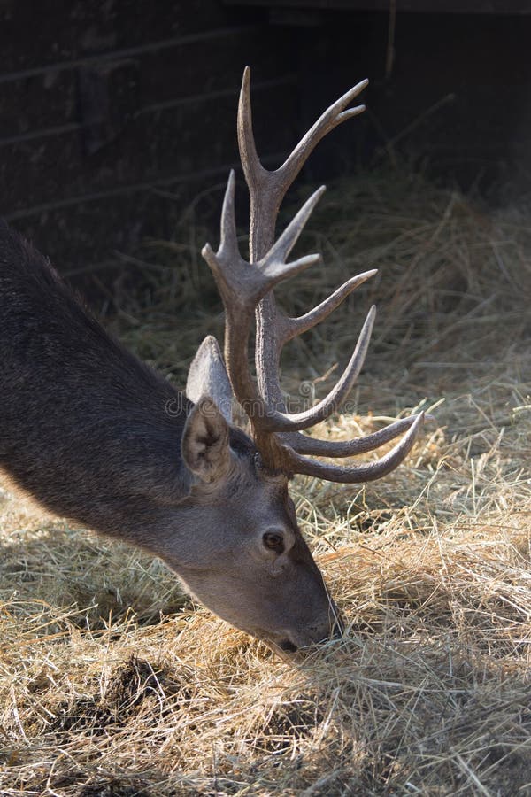 Deer Eat Breakfast in the Wildlife Park Stock Image - Image of baby ...