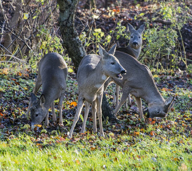 Deer eating apples stock photo. Image of deer, mammal - 346016470