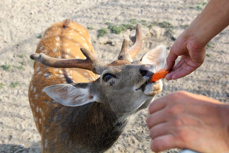 Deer eating a carrot stock photo. Image of feed, feeding - 65813930