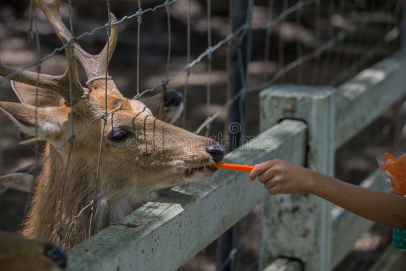 Deer eating food stock photo. Image of beautiful, garden - 99921032