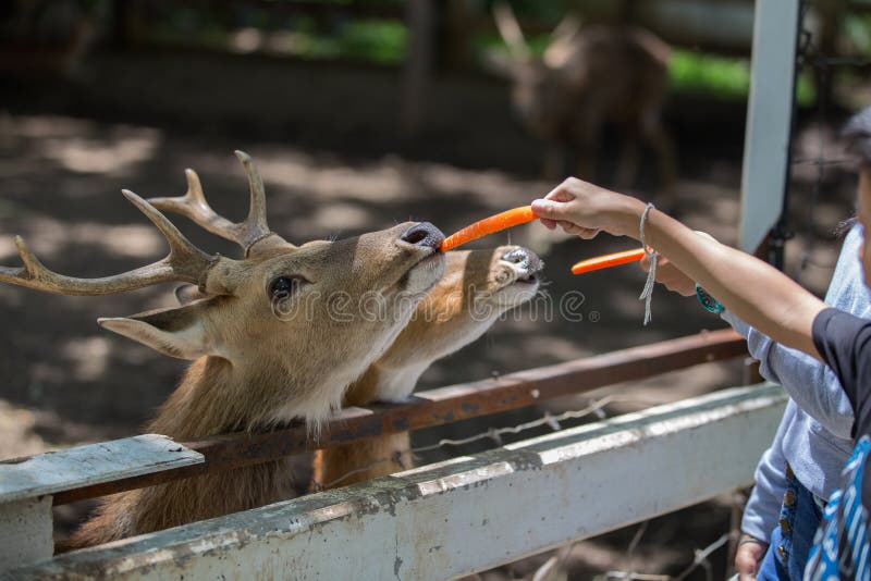 Deer eating food stock photo. Image of beautiful, garden - 99921032