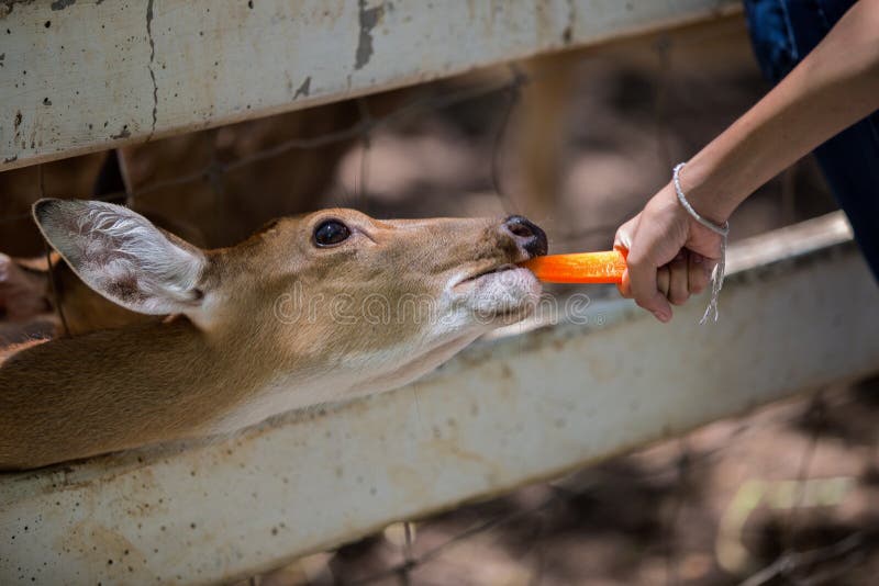 Deer eating food stock photo. Image of feed, care, nature - 99920980