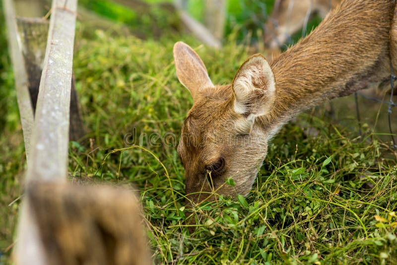 Deer eating food intently. stock image. Image of icon - 95282449