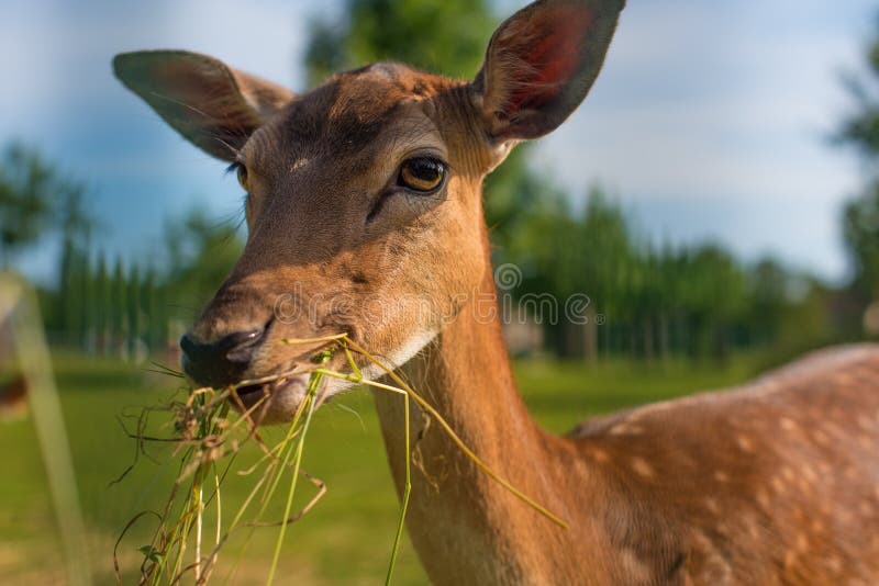 Deer eating gras stock image. Image of gras, meal, summer - 55434887