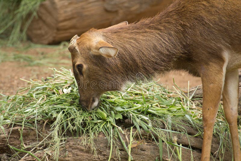 Deer eating grass. stock photo. Image of graze, food - 24104594