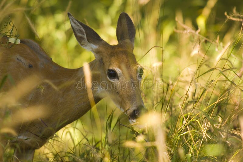 Deer eating grass stock image. Image of gentle, cute, forest - 6296235