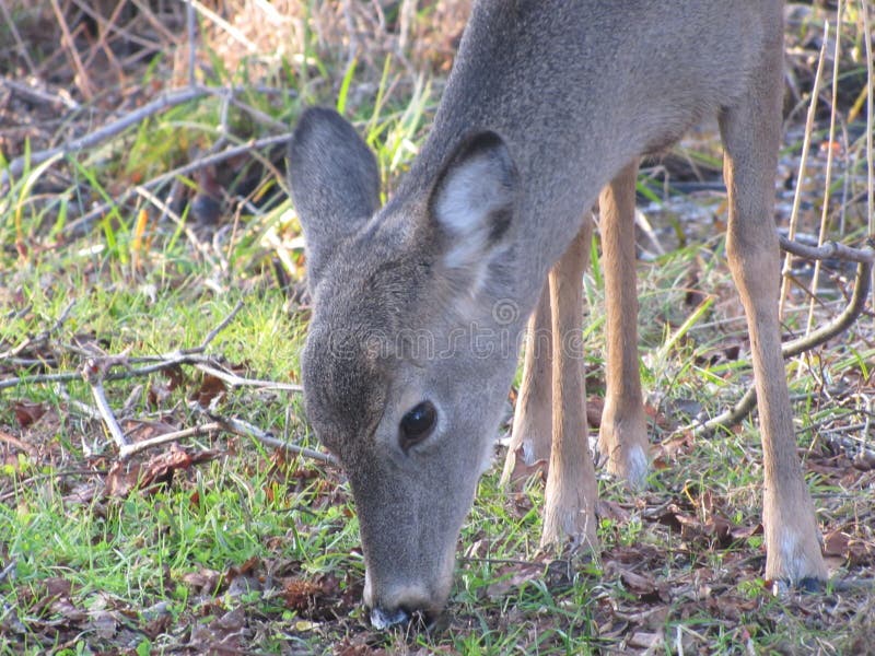 Baby deer eating grass stock photo. Image of animal, outdoors - 22014770