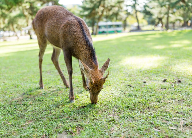 Deer eating grass stock image. Image of white, mammal - 93990235