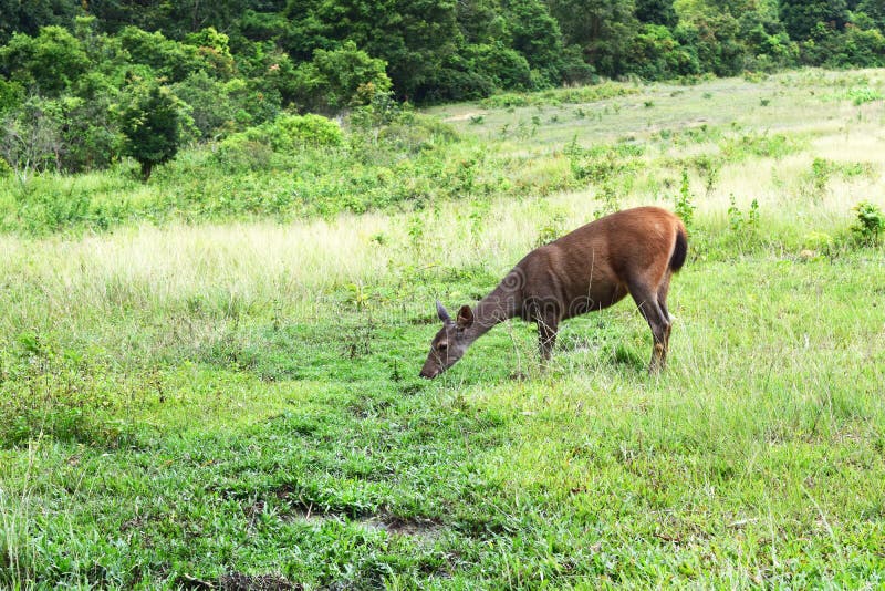 Deer eating grass stock photo. Image of beautiful, cute - 83814502