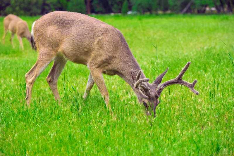 8,076 Deer Eating Grass Stock Photos - Free & Royalty-Free Stock Photos ...