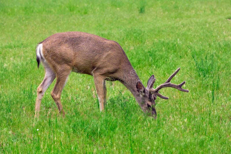 8,546 Deer Eating Grass Stock Photos - Free & Royalty-Free Stock Photos ...