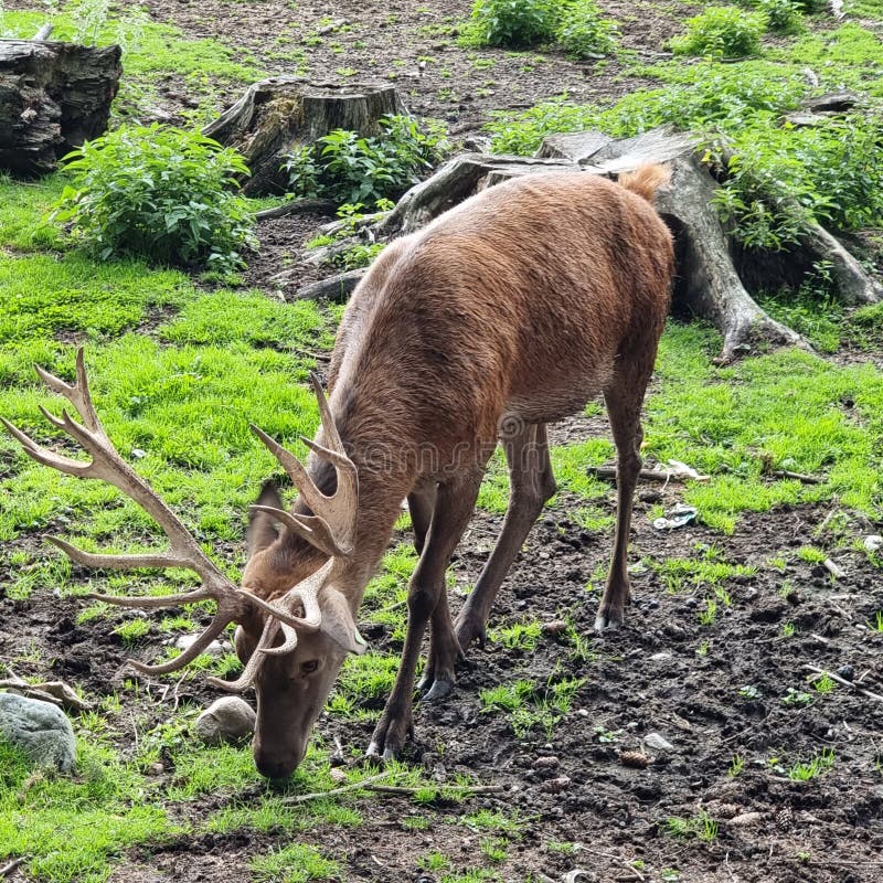Deer Eating Grass Like Its Candy Stock Image - Image of eating, candy ...