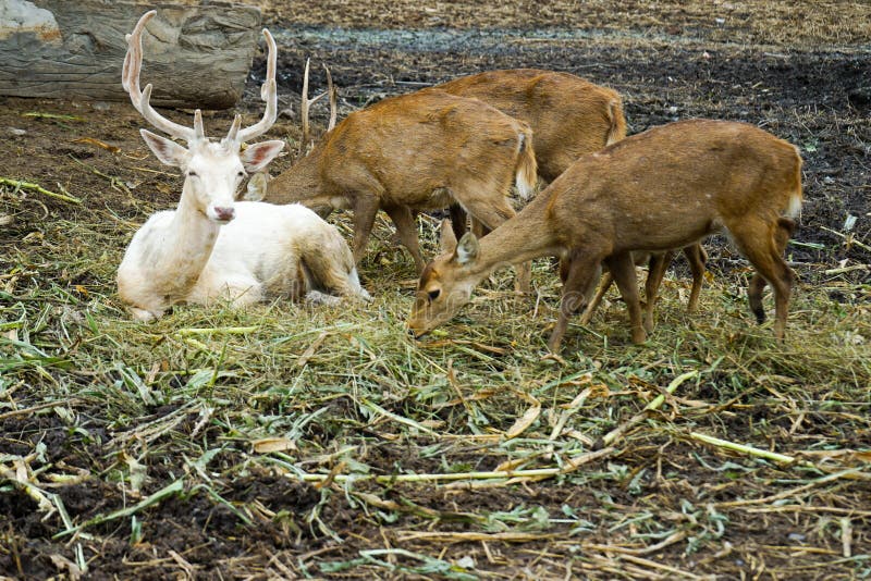 Deer Eating Grass and Resting on the Grass Stock Image - Image of herd ...