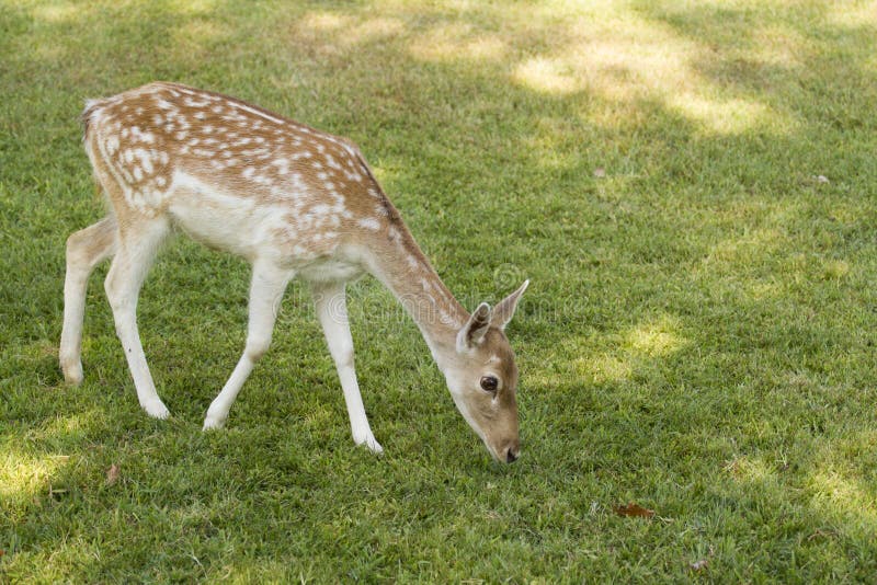 Deer Eating Grass Stock Photo - Image: 60926743