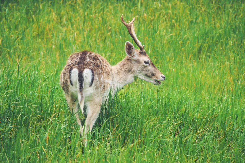 Deer Eating Grass in Wilderness Stock Image - Image of young, antler ...
