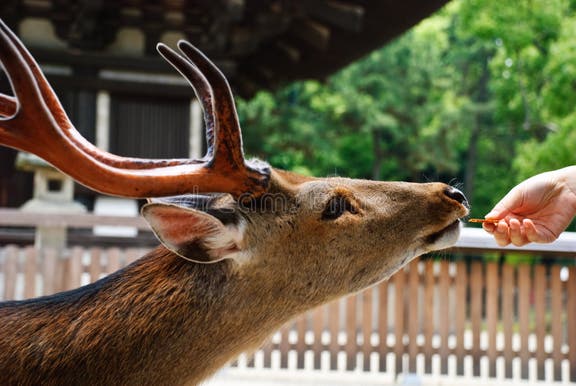 Deer Eating from a Human Hand Stock Image - Image of grazing, rare ...