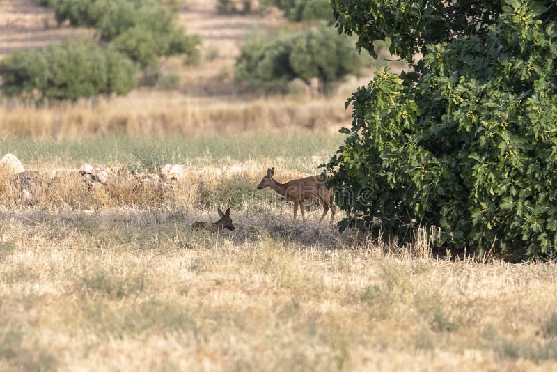 Deer eating in the meadows stock image. Image of environmental - 261242423