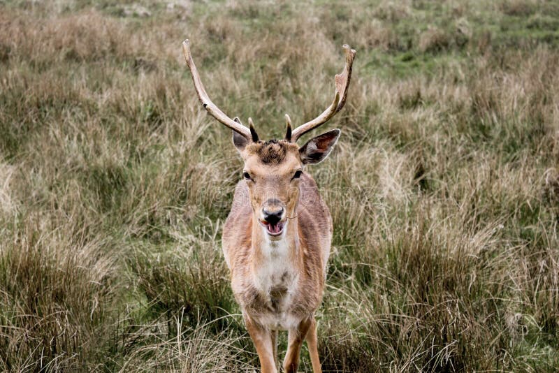 Deer eating straw stock image. Image of wild, denmark - 68598615