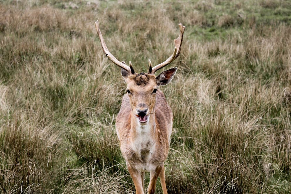Deer eating straw stock image. Image of wild, denmark - 68598615