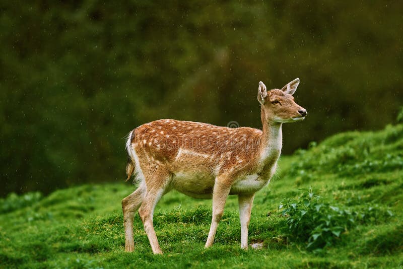 Deer at the Edge of the Forest Stock Image - Image of forest, grass ...