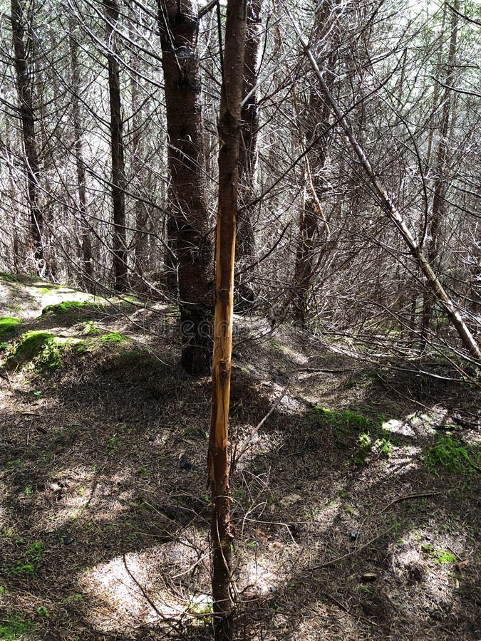 Deer Elk Rub on a Small Tree on a Trail Stock Image - Image of mirror ...