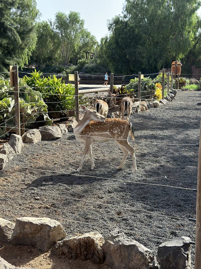 Deer Enclosed by a Stone Wall and Fence Stock Photo - Image of ...