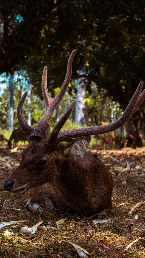 A deer is exhausted stock image. Image of dark, deer - 154611827