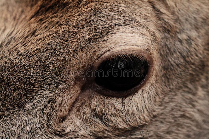 Deer eye close-up stock photo. Image of buck, animal - 33193032